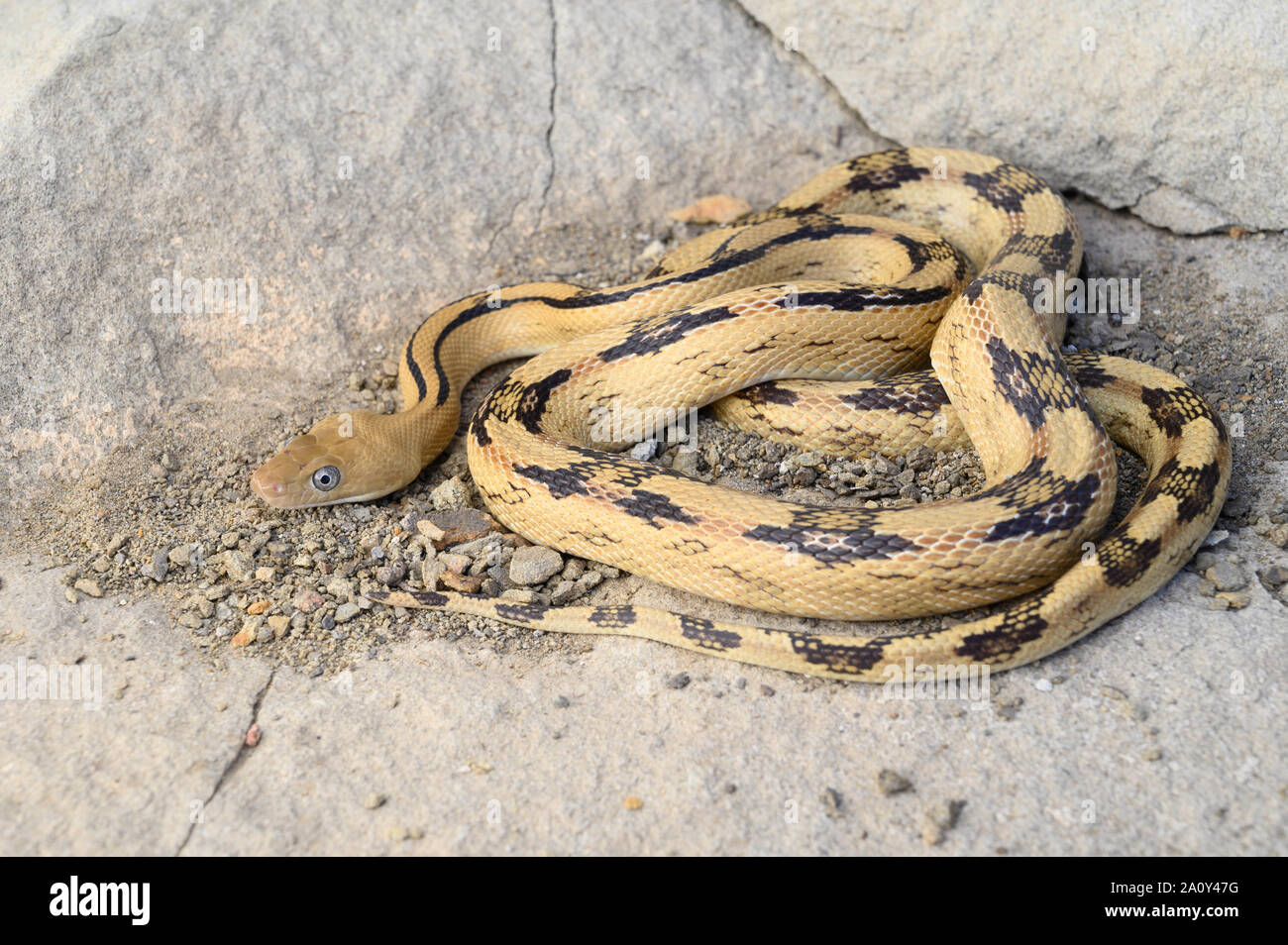 Trans pecos ratsnake hi-res stock photography and images - Alamy