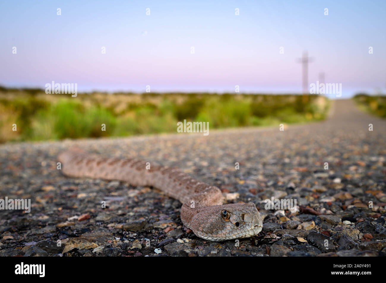 Western Diamond-backed Rattlesnake, (Crotalus atrox), Corralitos Ranch ...