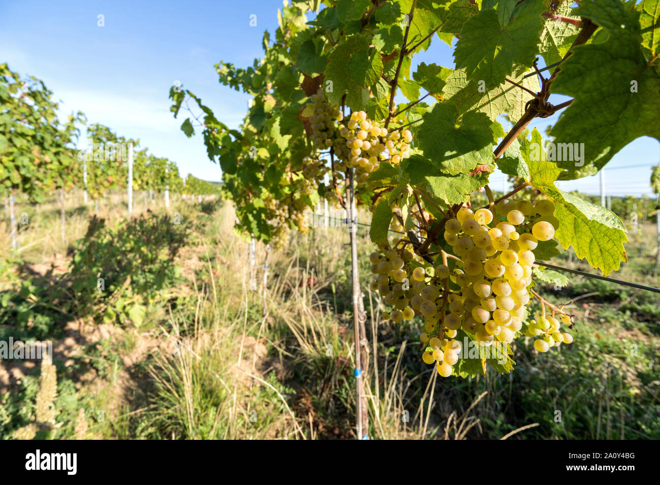 Vineyard plantation hi-res stock photography and images - Alamy
