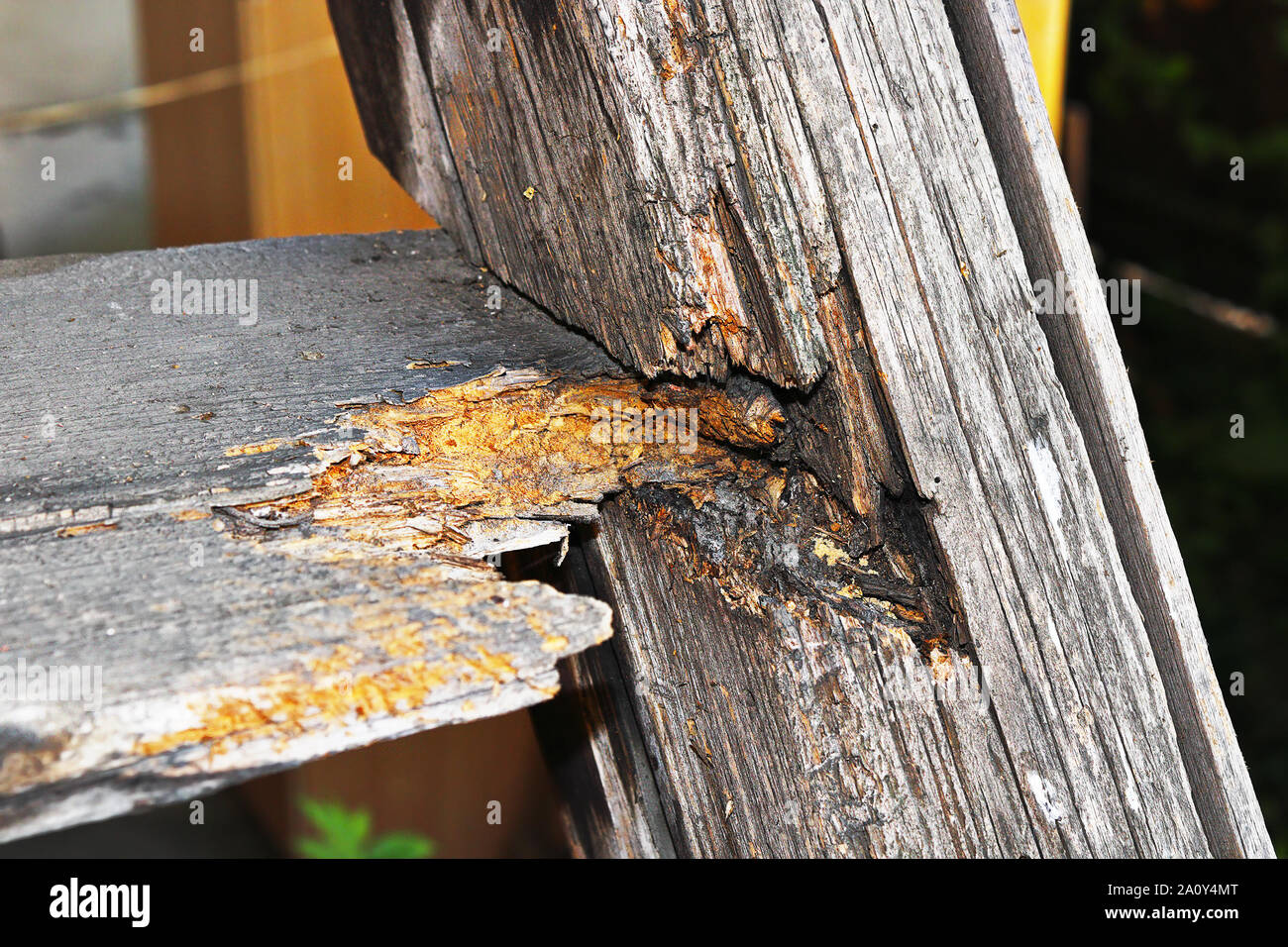 fungus decay on old wooden stair, effects of dampness Stock Photo - Alamy