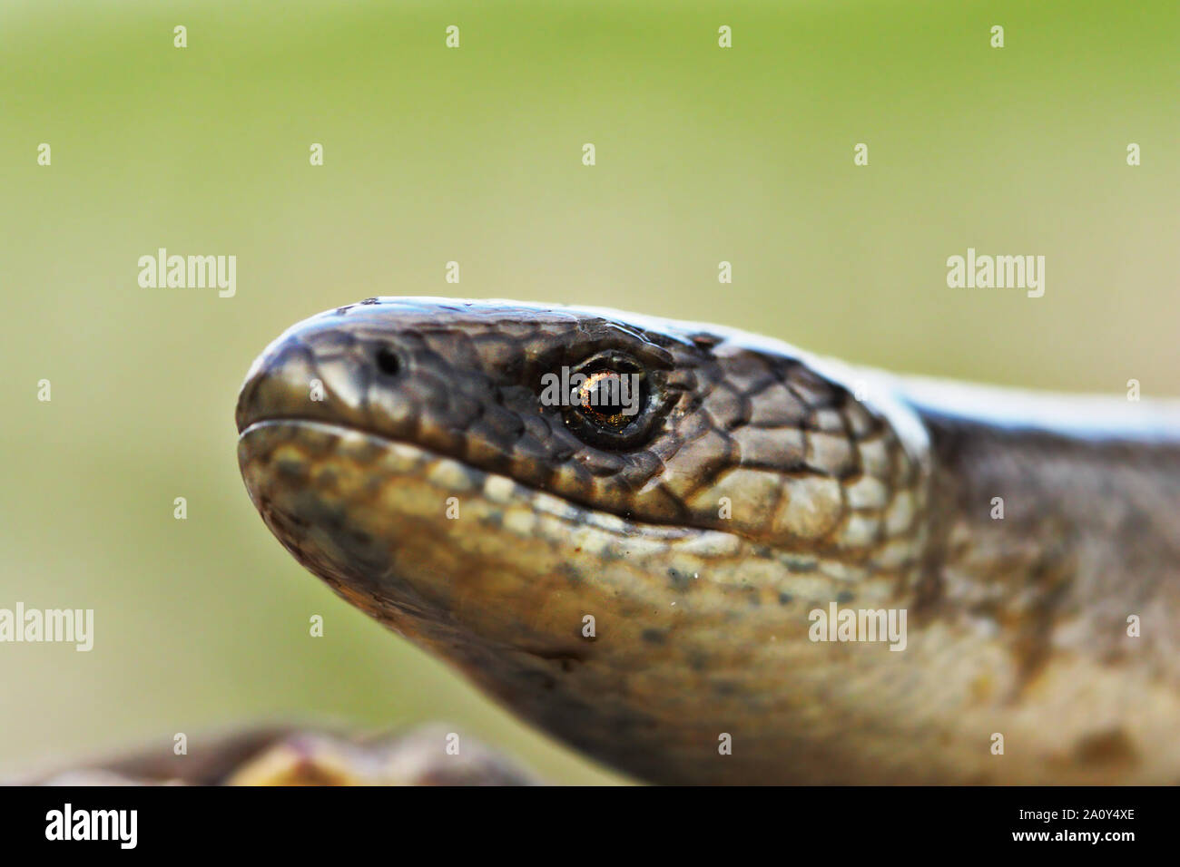 macro portrait of european common slowworm ( Anguis colchica Stock ...