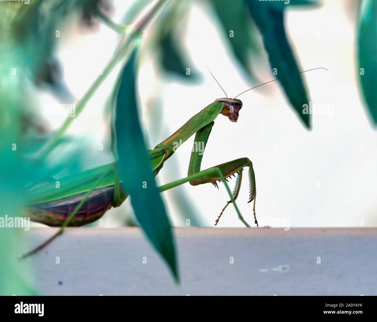 Praying mantis on the hunt Stock Photo - Alamy