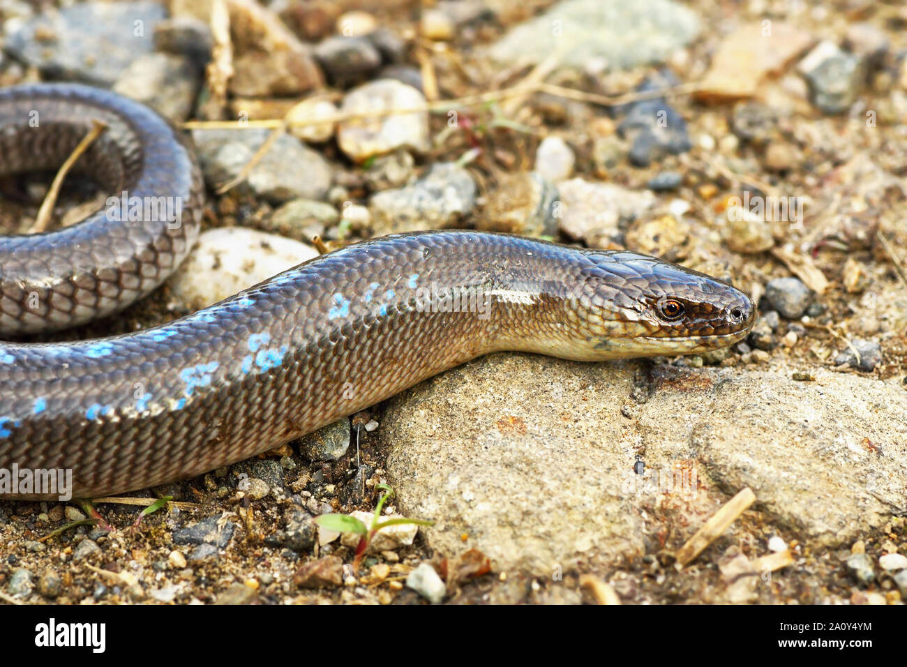 Anguis fragilis blue hi-res stock photography and images - Alamy