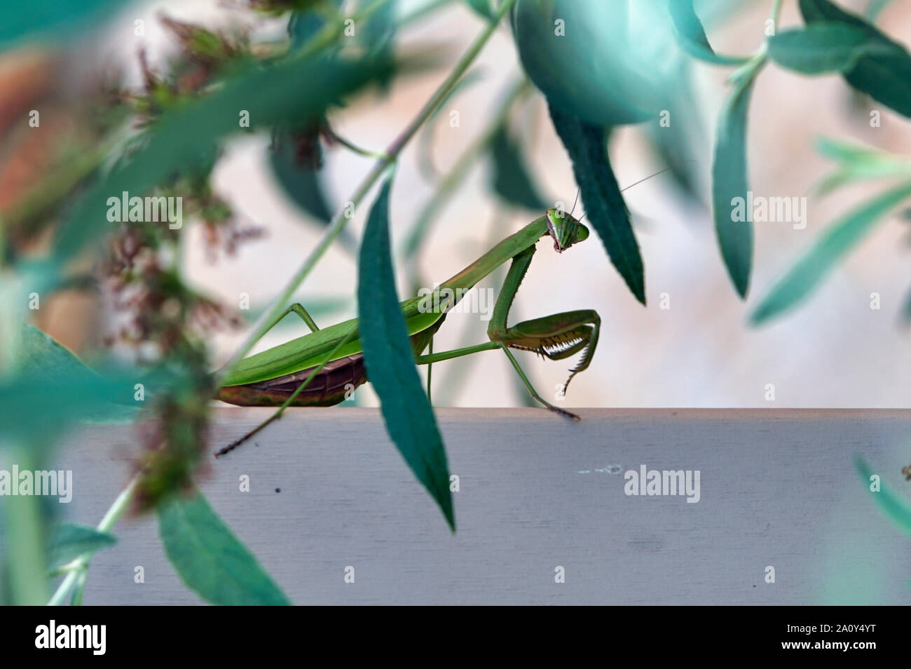 Praying mantis on the hunt Stock Photo - Alamy