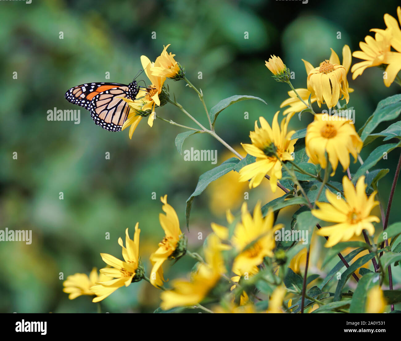 Monarch butterfly on wildflower Stock Photo - Alamy