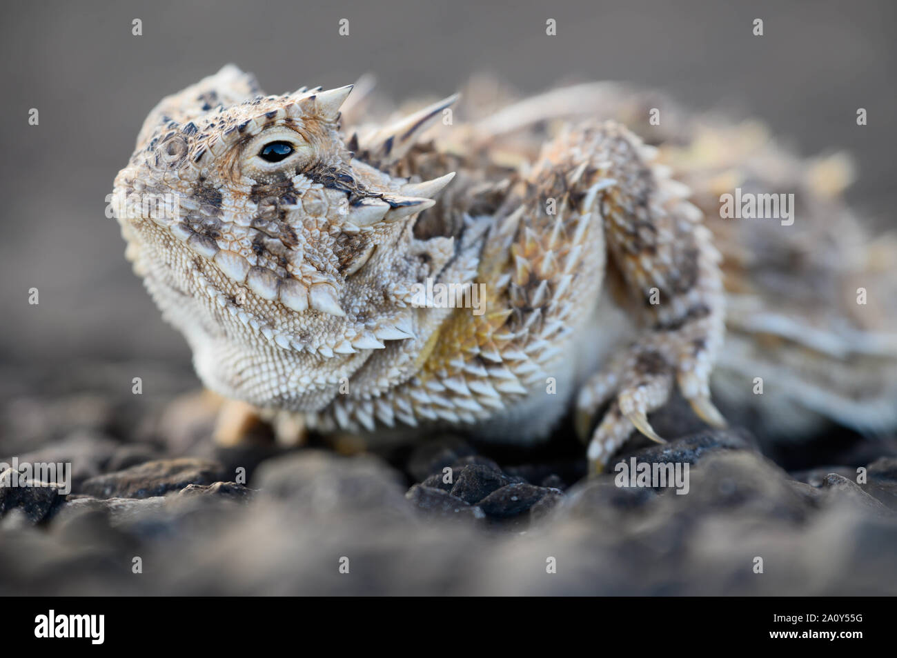 Texas Horned lizard, (Phrynosoma cornutum), Sierra co., New Mexico, USA ...