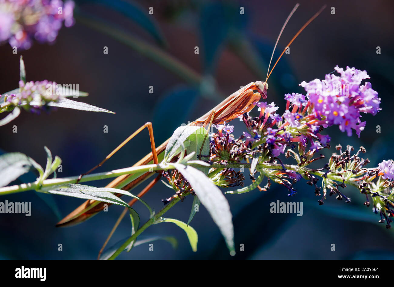 Praying mantis on the hunt Stock Photo - Alamy