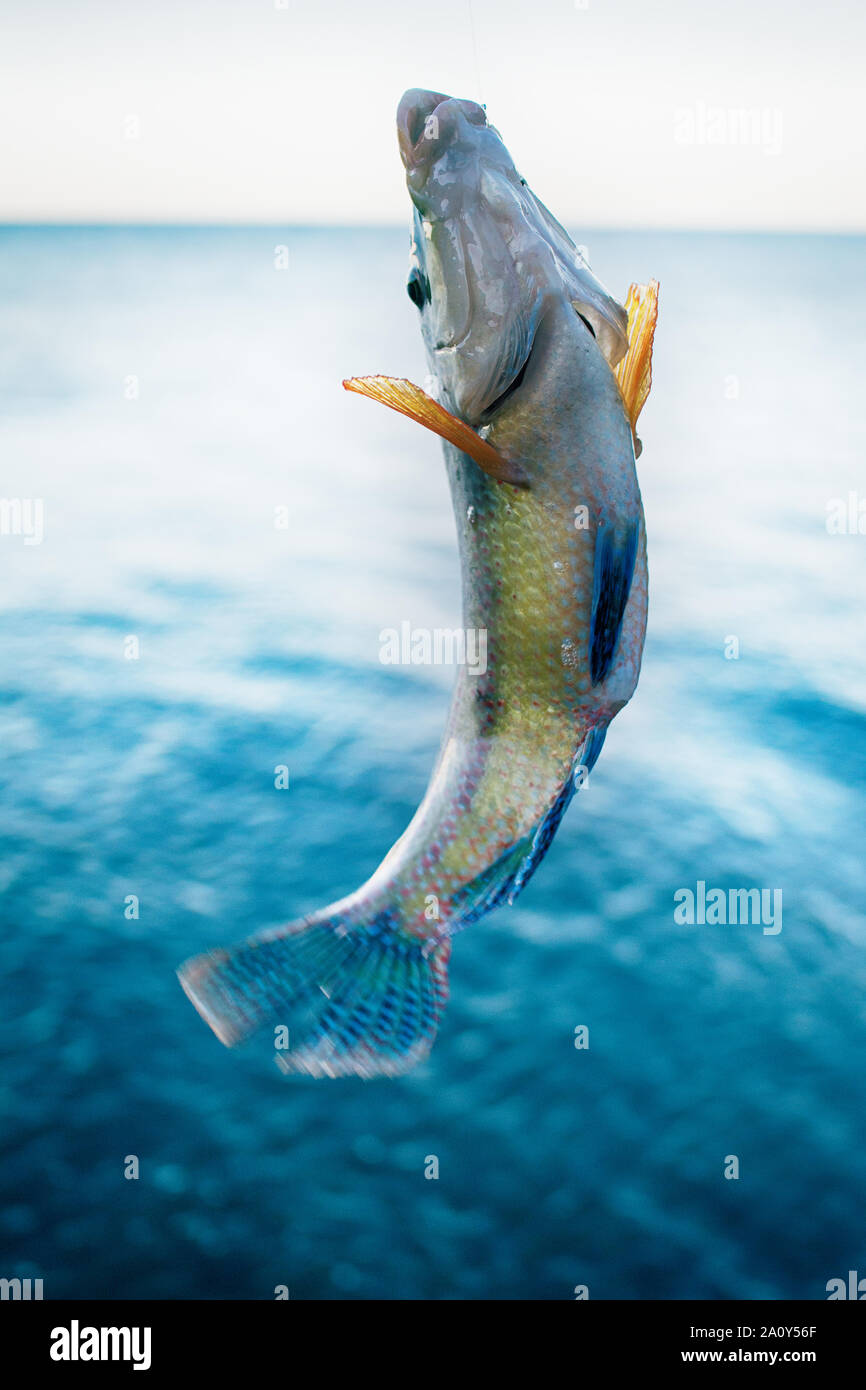 Sea fishing. Long-striped wrasse (Symphodus tinca, rainbow fishes ...