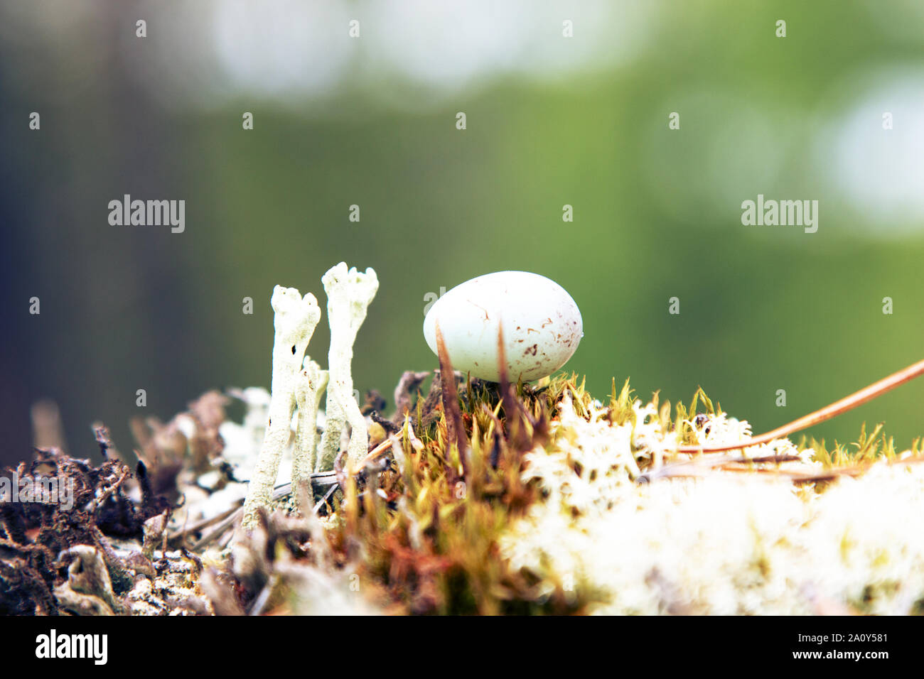 Natural composition. Components of nature: moss, deer moss, lichen ...