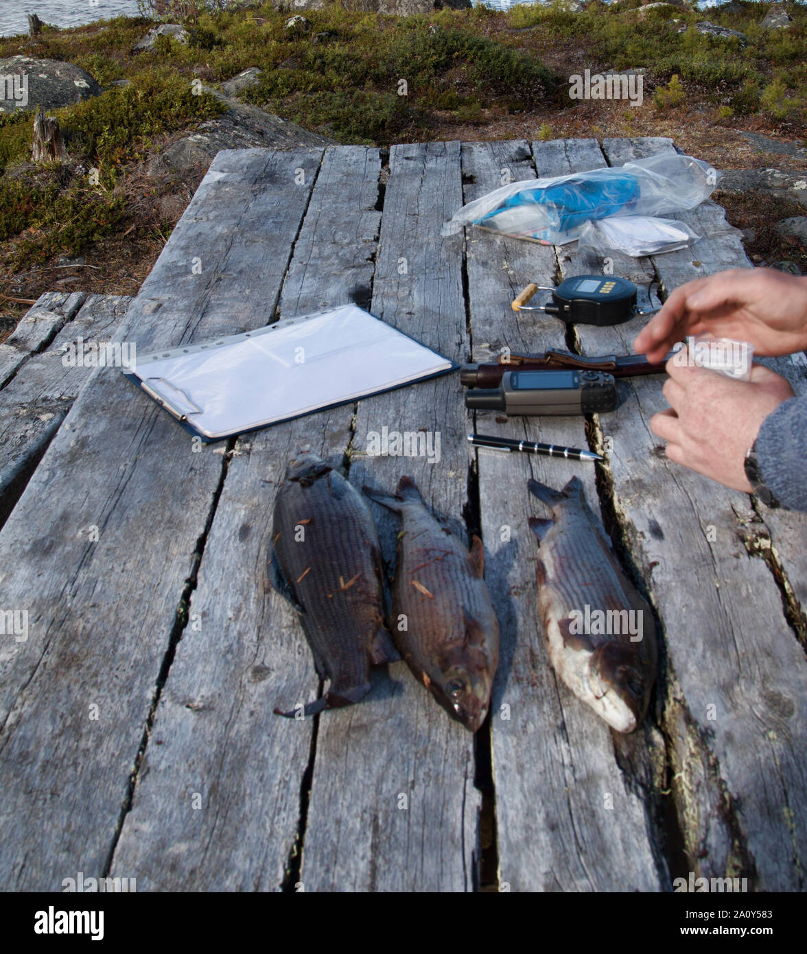 Ichthyological ichthyology hi-res stock photography and images - Alamy