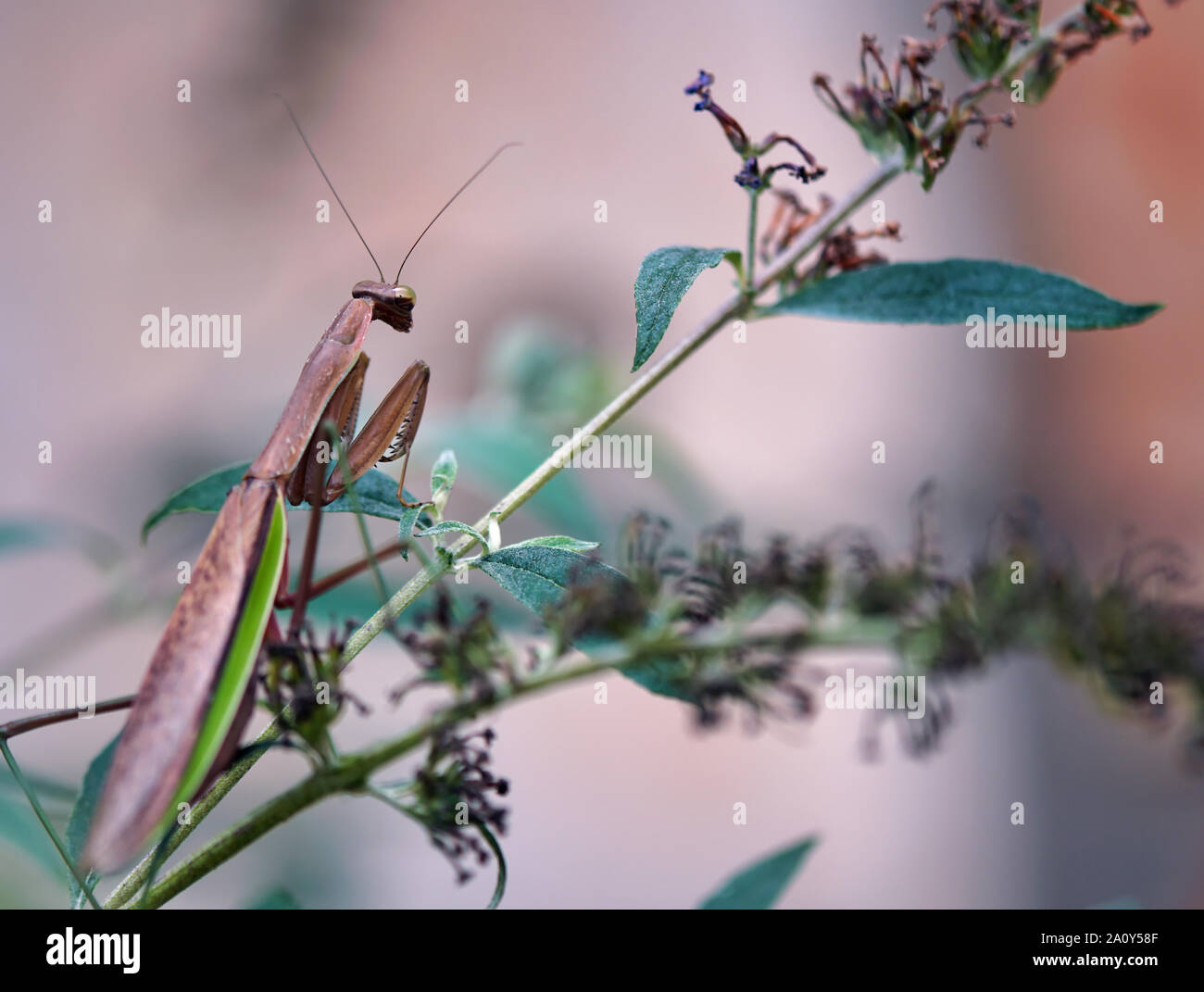 Praying mantis on the hunt Stock Photo - Alamy
