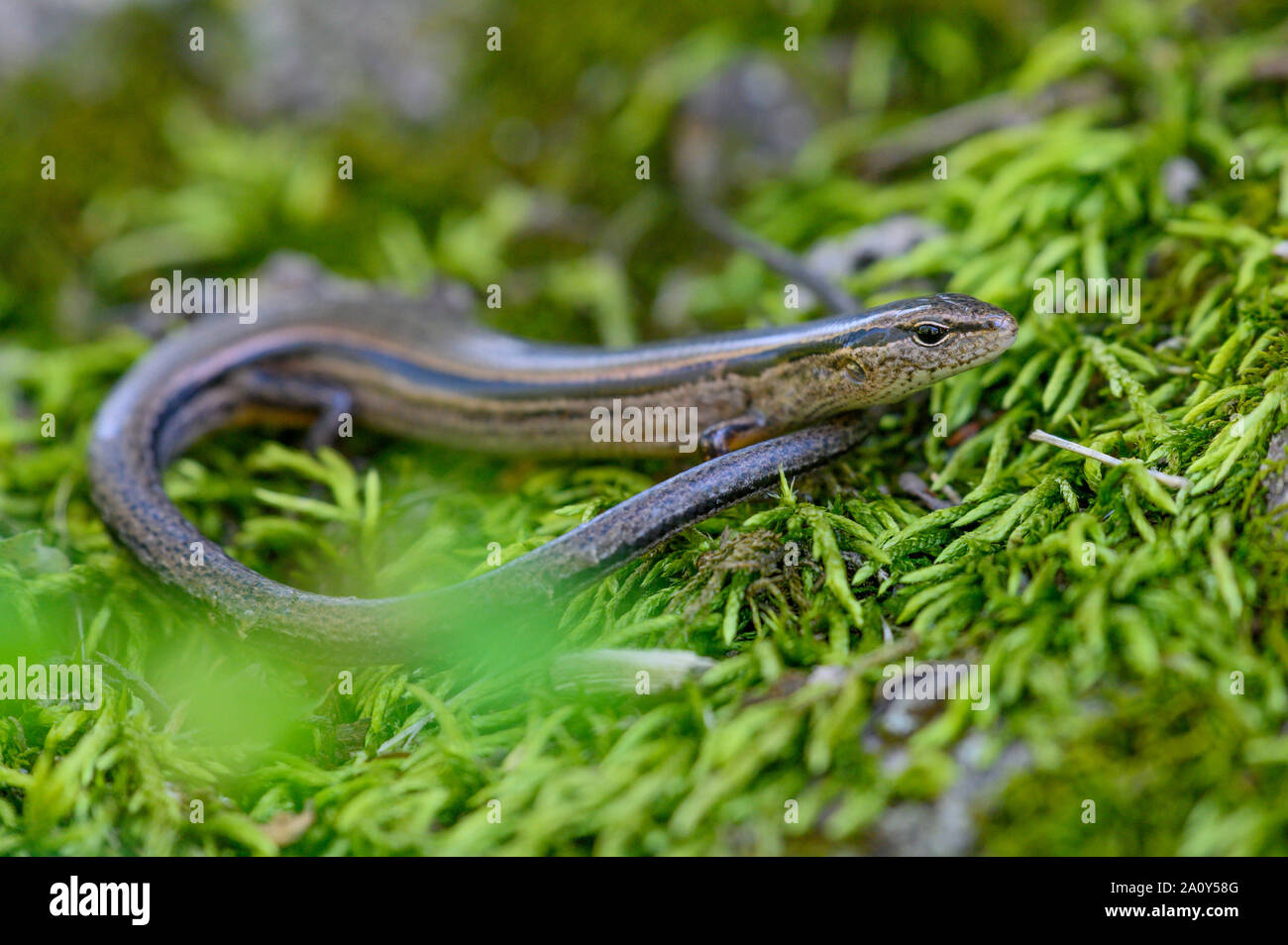 Little Brown Skink, (Scincella lateralis), Ottawa co., Oklahoma, USA ...