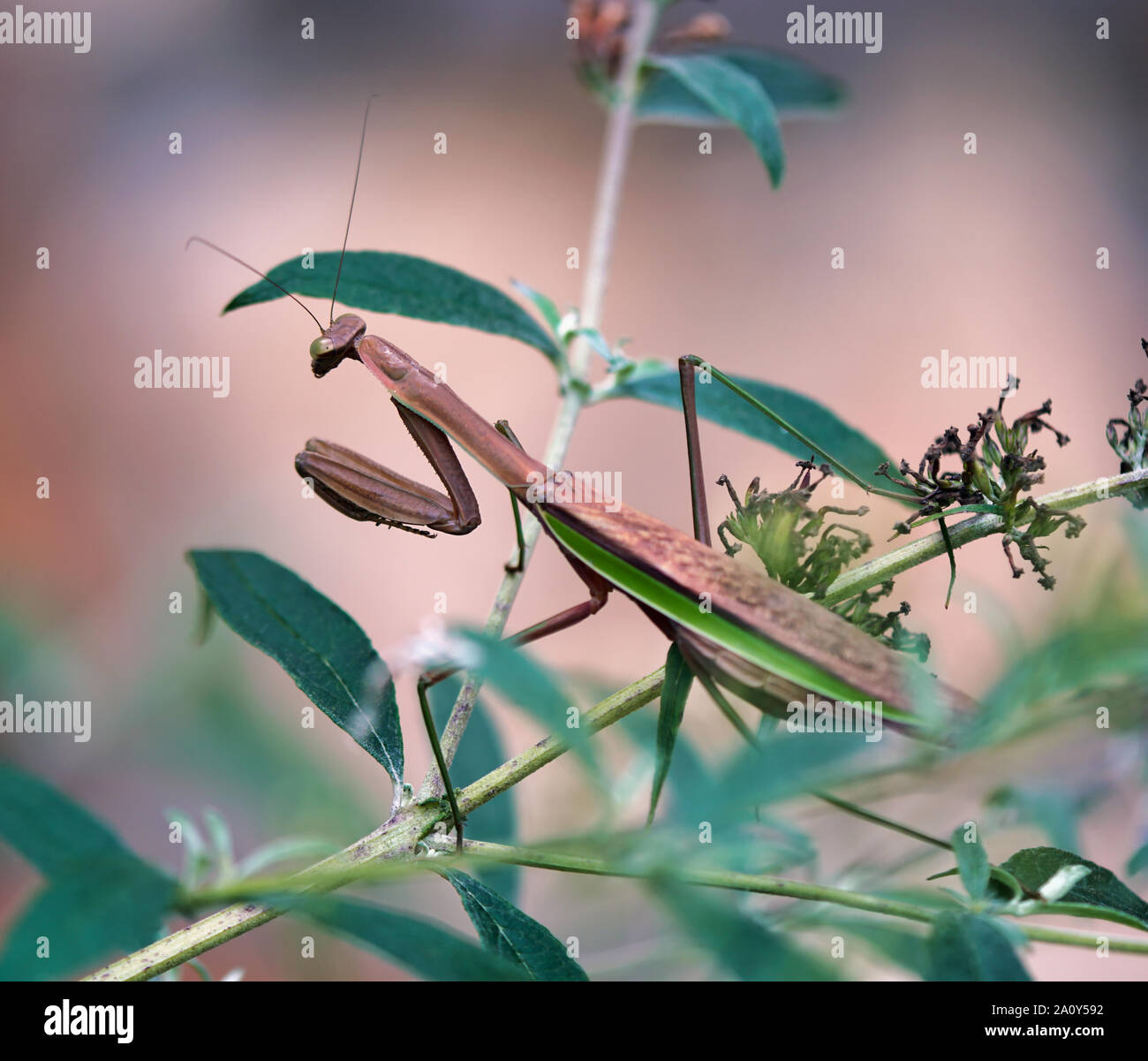Praying mantis on the hunt Stock Photo - Alamy