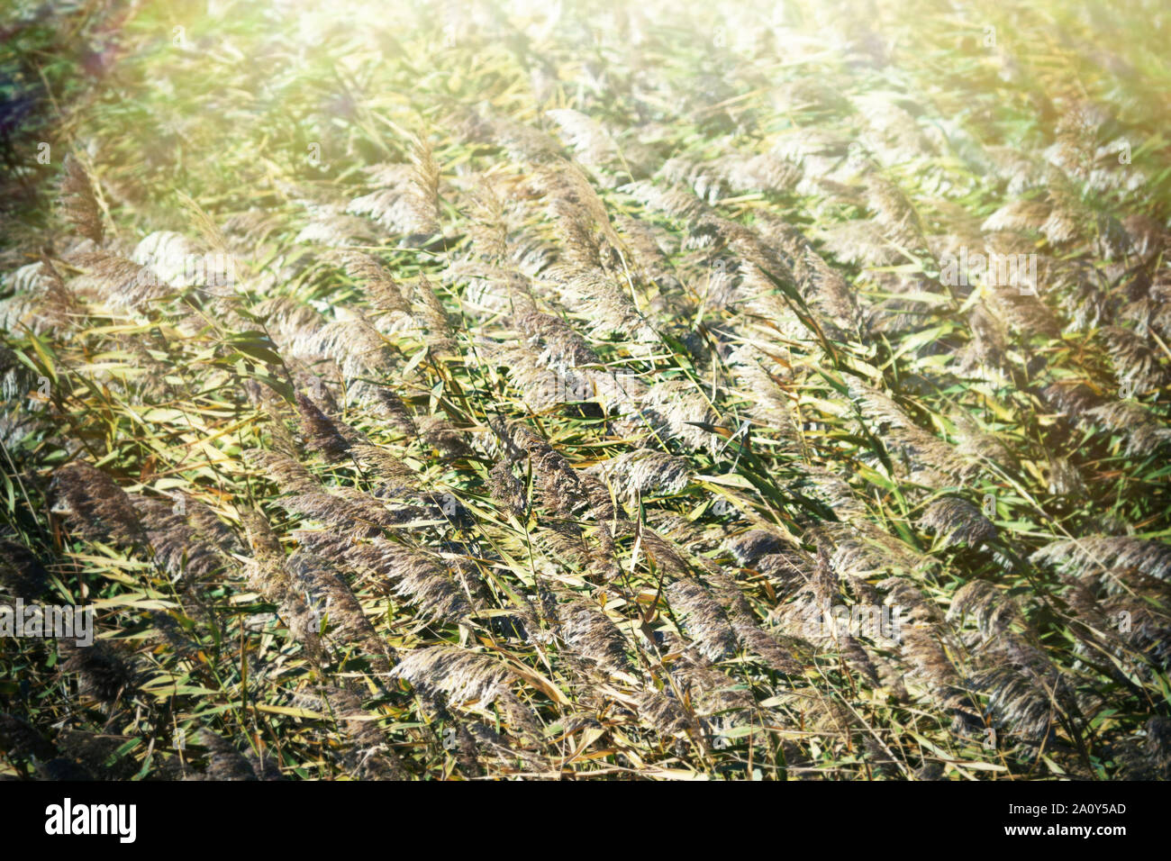 Reed grows reed fruit hi-res stock photography and images - Alamy