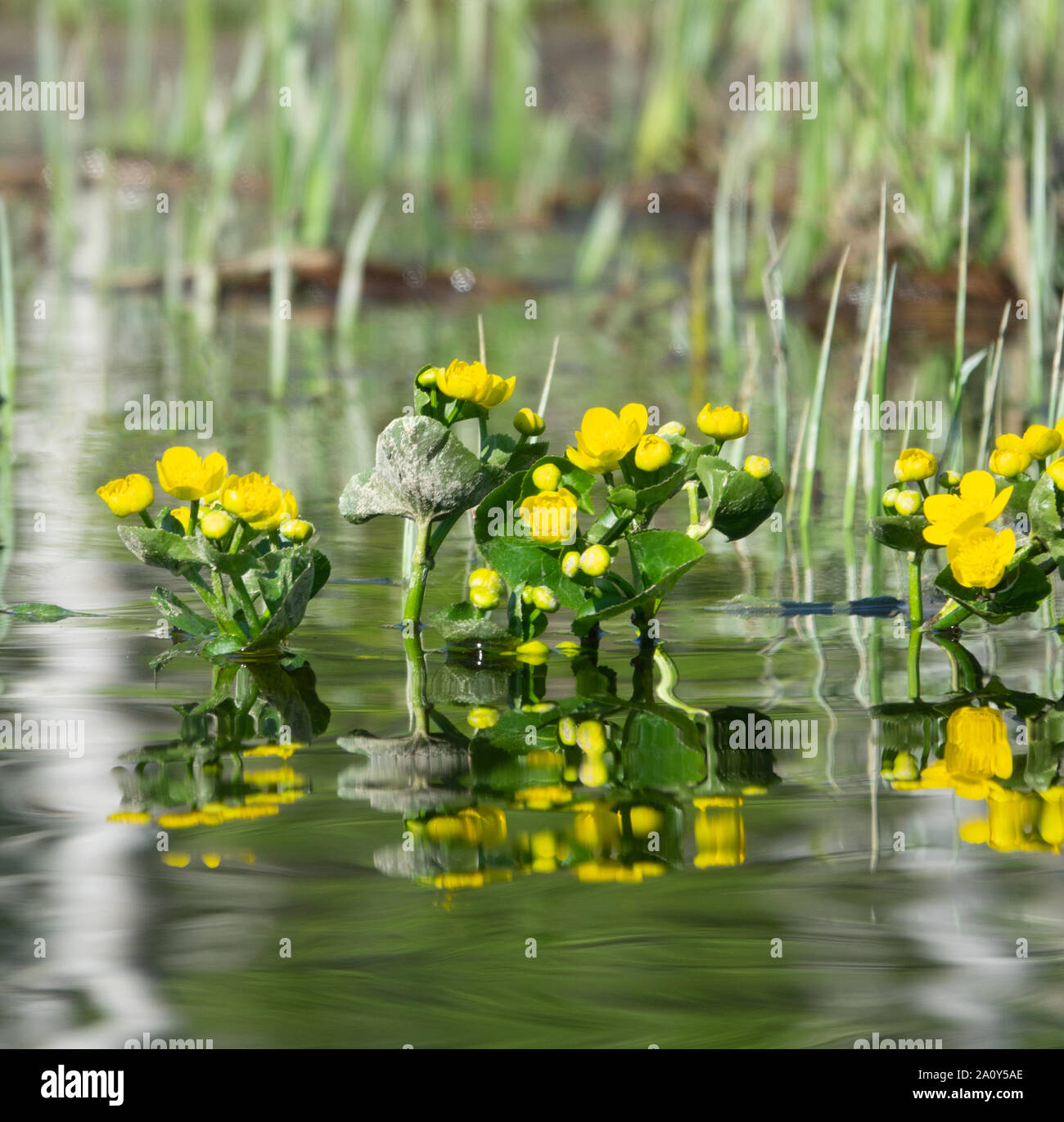 Marigold ( cow lily, Caltha palustris) is the most common plant of the ...