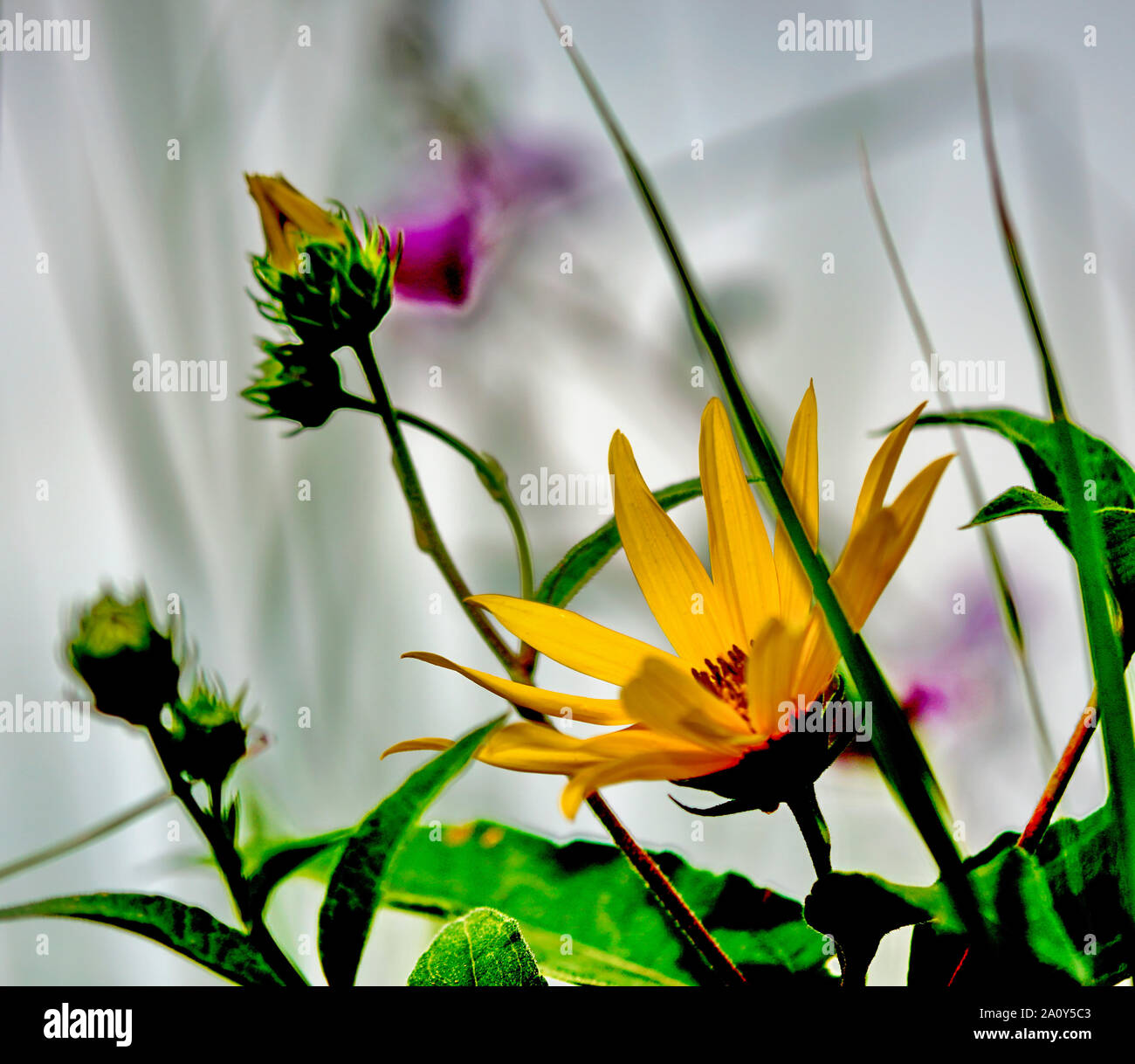 Bursting forth hi-res stock photography and images - Alamy