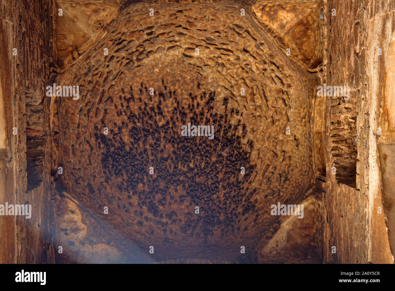 A huge number of bats hanging piles and sways as bobble fruit on a ...