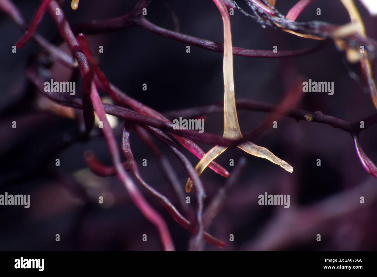 Filamentous thallus hi-res stock photography and images - Alamy