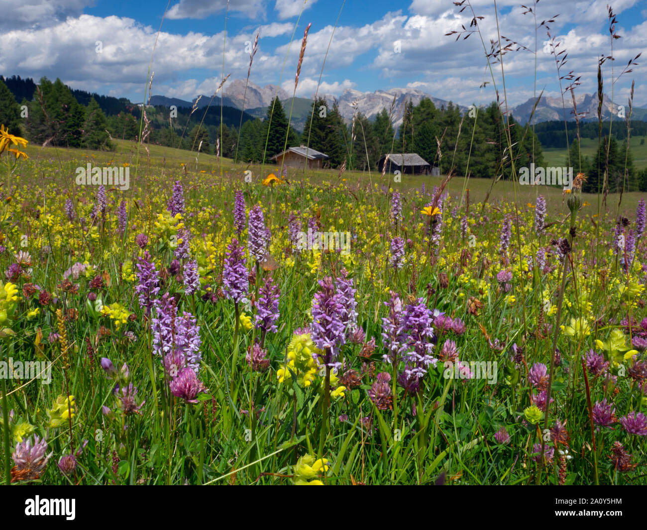 Seiser Alm Dolomites plateau largest Alpine meadow in Europe mountains ...