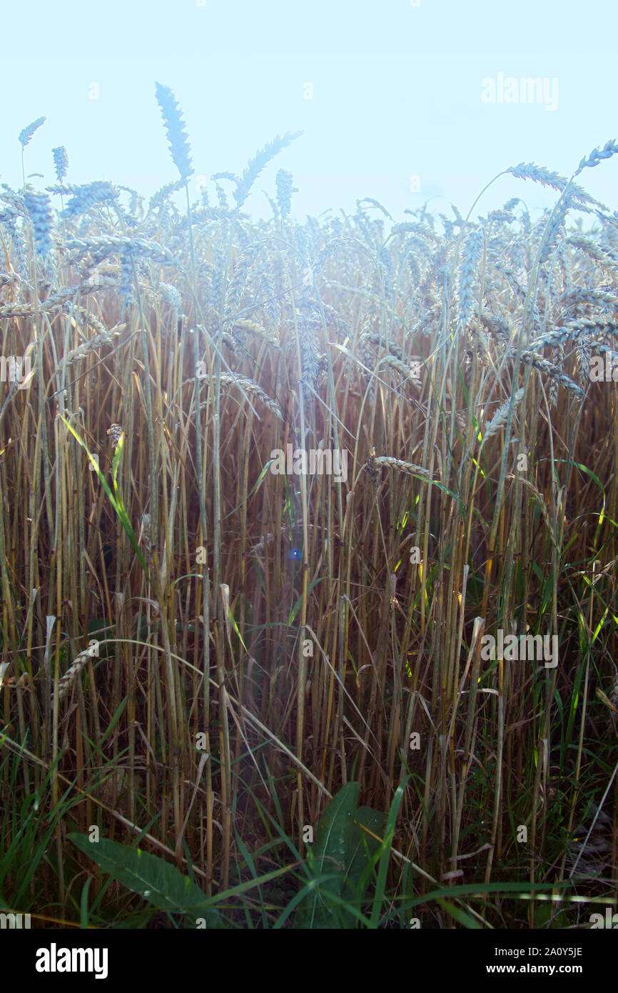 Wheat fields in Europe, white wheat or awnless wheat Stock Photo - Alamy