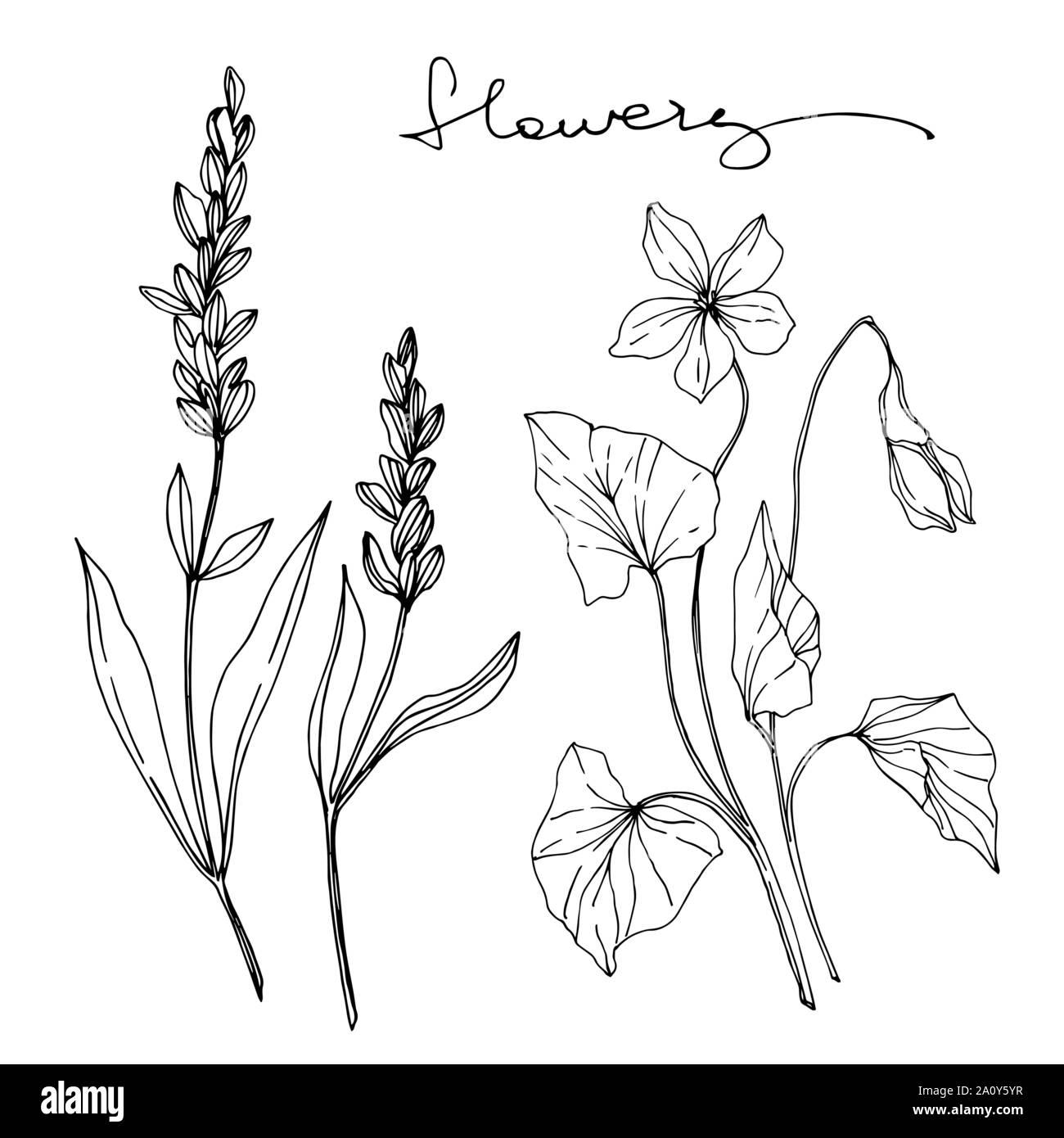 Lavender Pencil Drawing