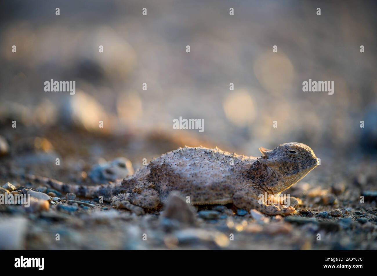 Round-tailed Horned Lizard, (Phrynosoma modestum), Valencia co., New ...