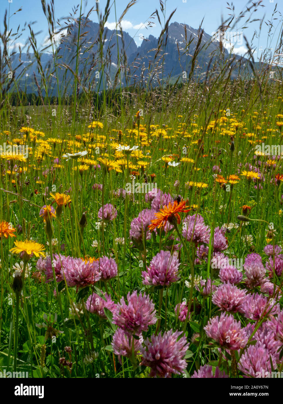 Seiser Alm Dolomites plateau largest Alpine meadow in Europe mountains ...