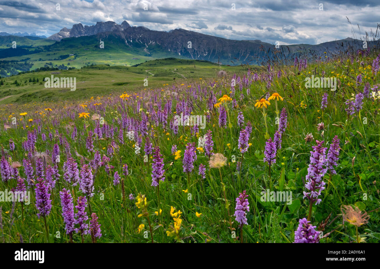 Wildflowers in bloom in alpine meadow hi-res stock photography and ...