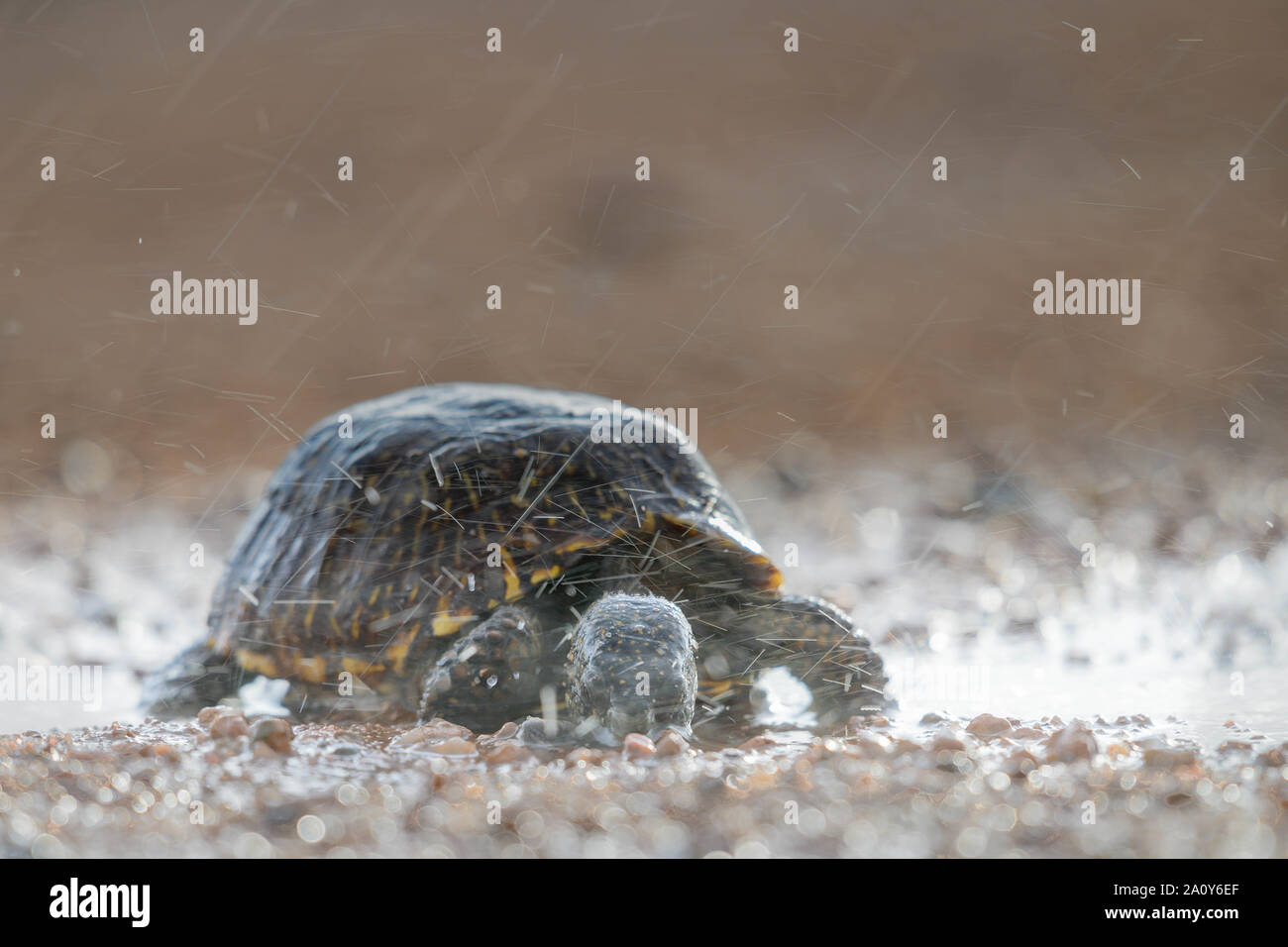 Desert box turtles hi-res stock photography and images - Alamy