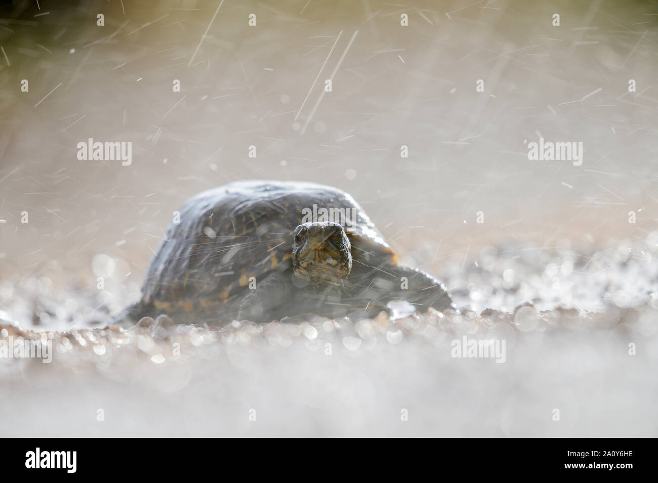 Desert Box Turtle, (Terrapene ornate luteola), Valencia co., New Mexico ...