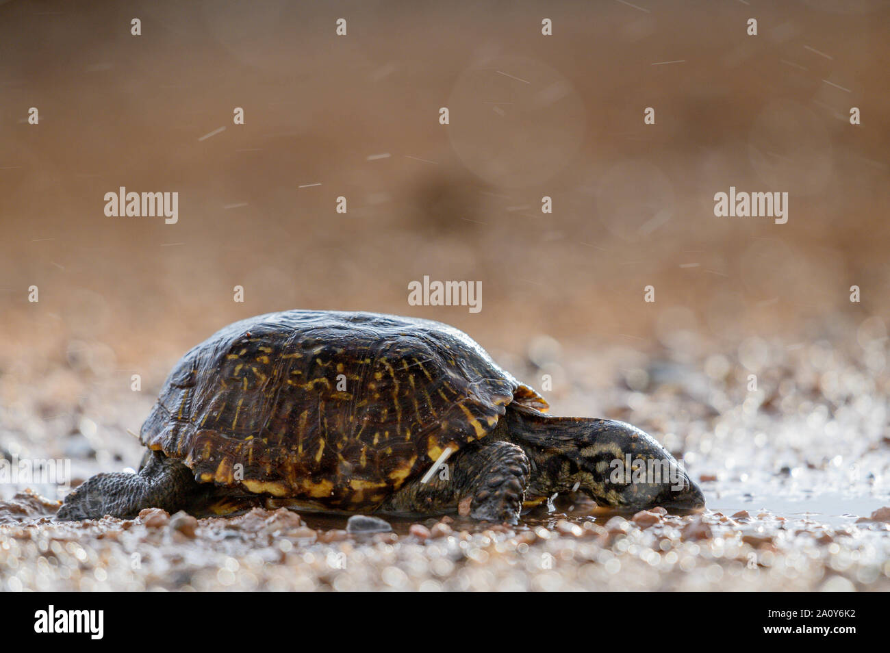 Desert Box Turtle, (Terrapene ornate luteola), Valencia co., New Mexico ...