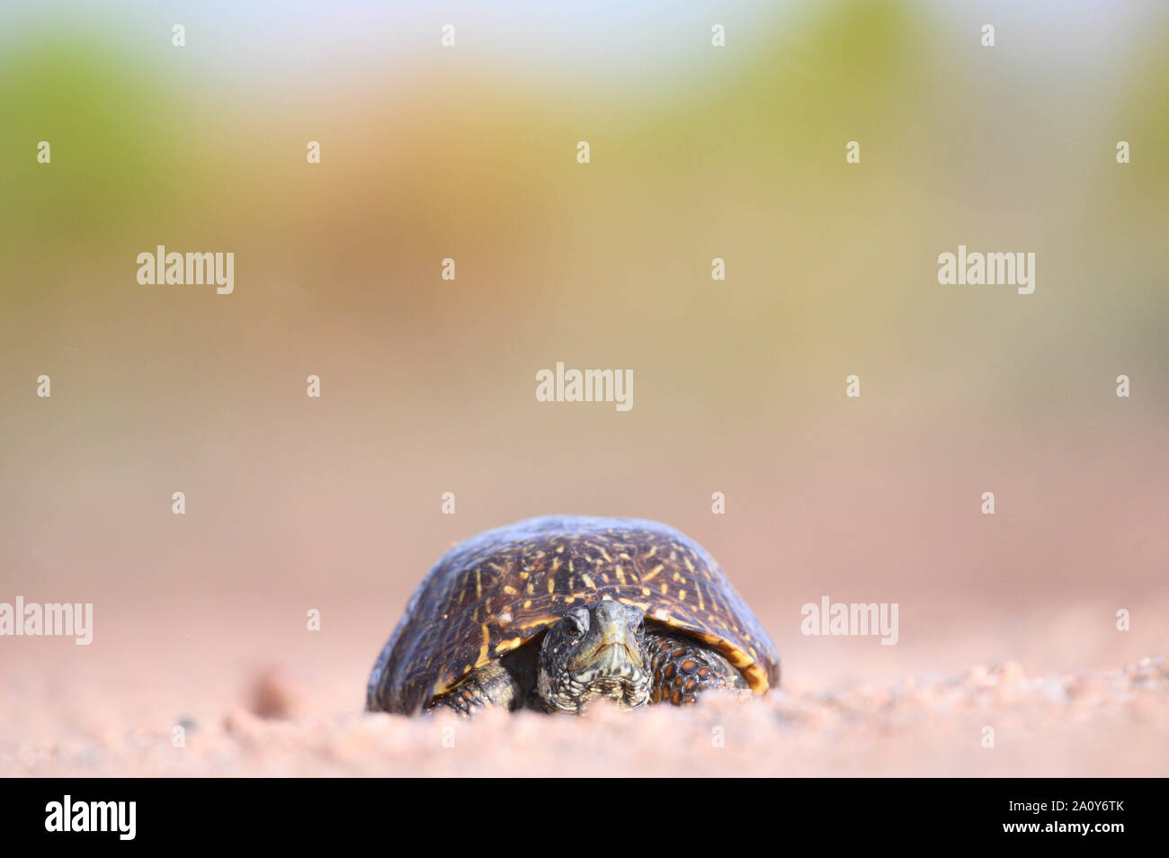 Desert Box Turtle, (Terrapene ornate luteola), Valencia co., New Mexico ...