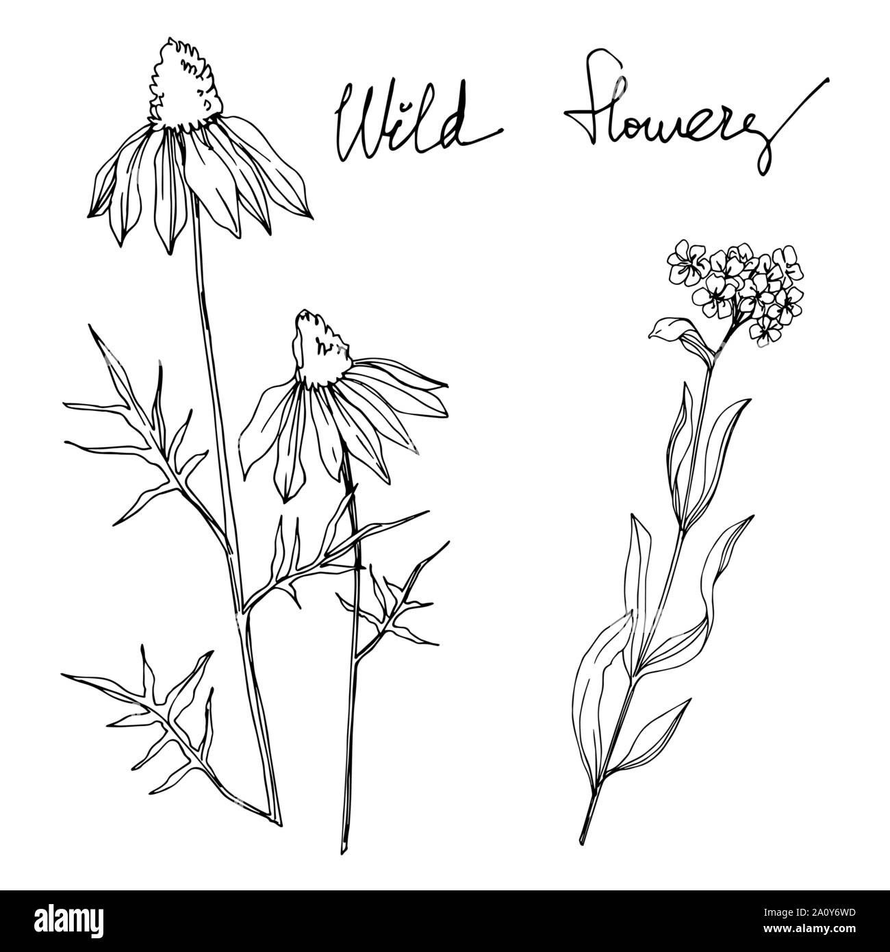 Vector wildflower floral botanical flowers. Wild spring leaf wildflower ...