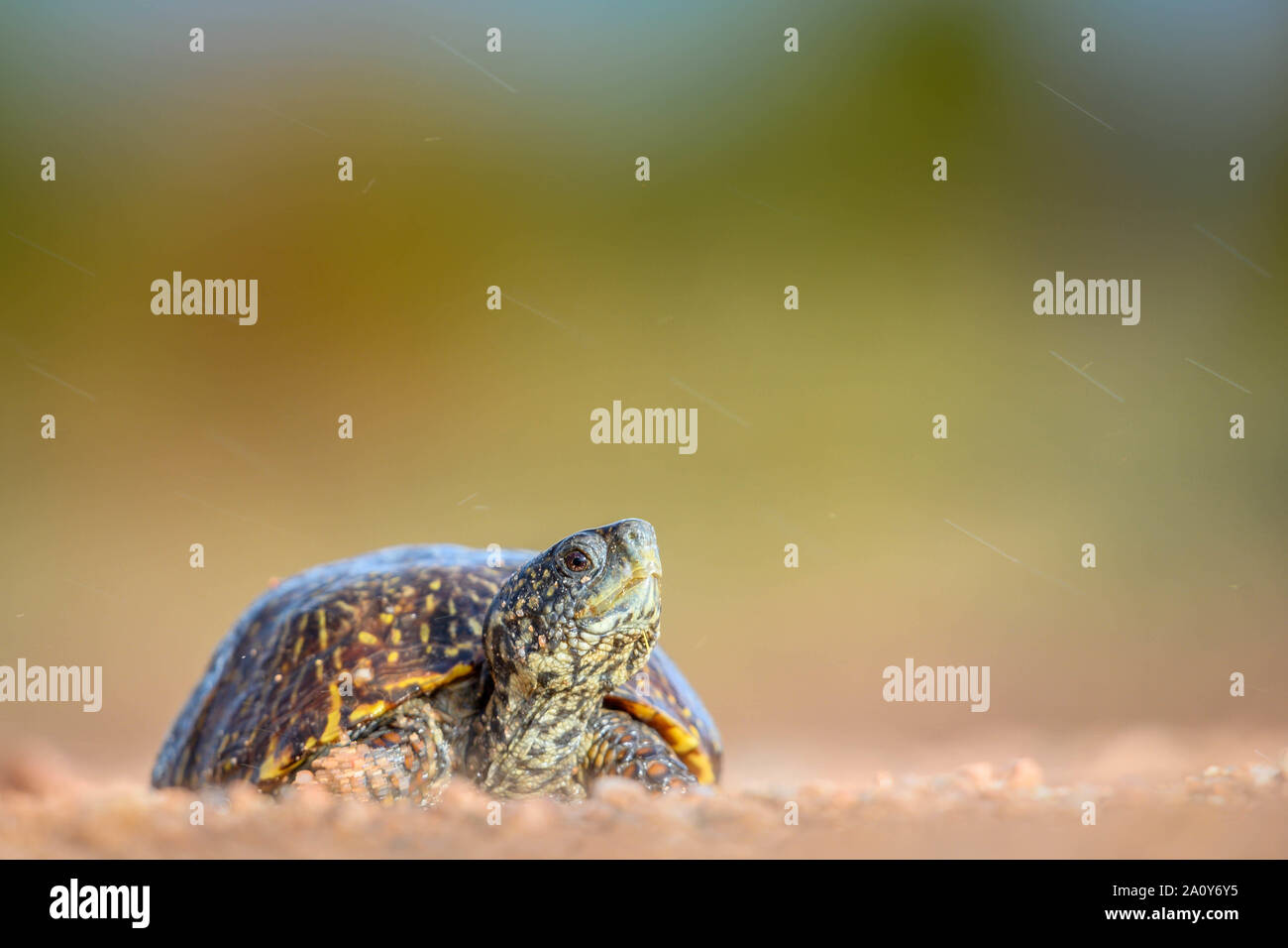 Desert Box Turtle, (Terrapene ornate luteola), Valencia co., New Mexico ...