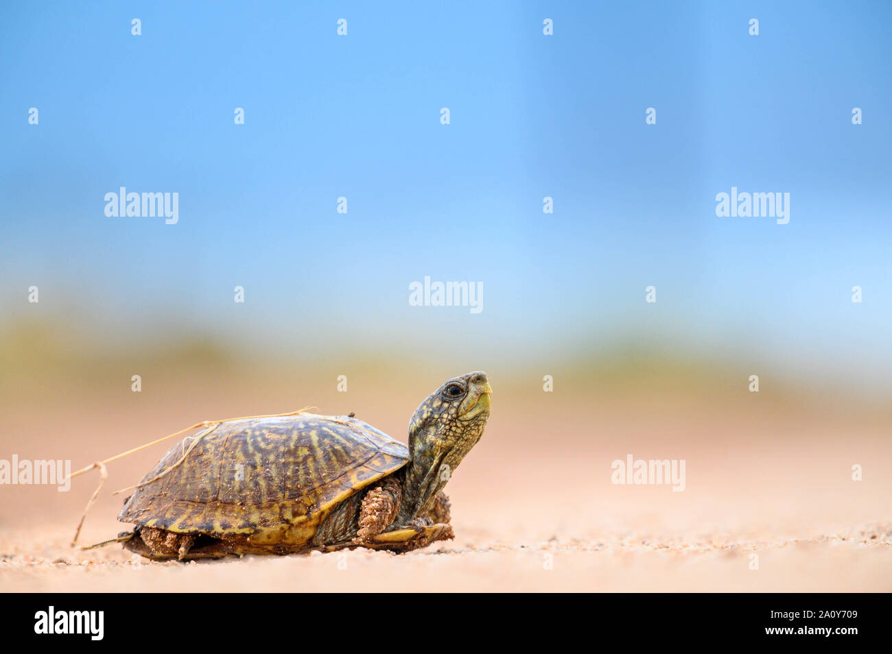 Desert Box Turtle, (Terrapene ornate luteola), Valencia co., New Mexico ...
