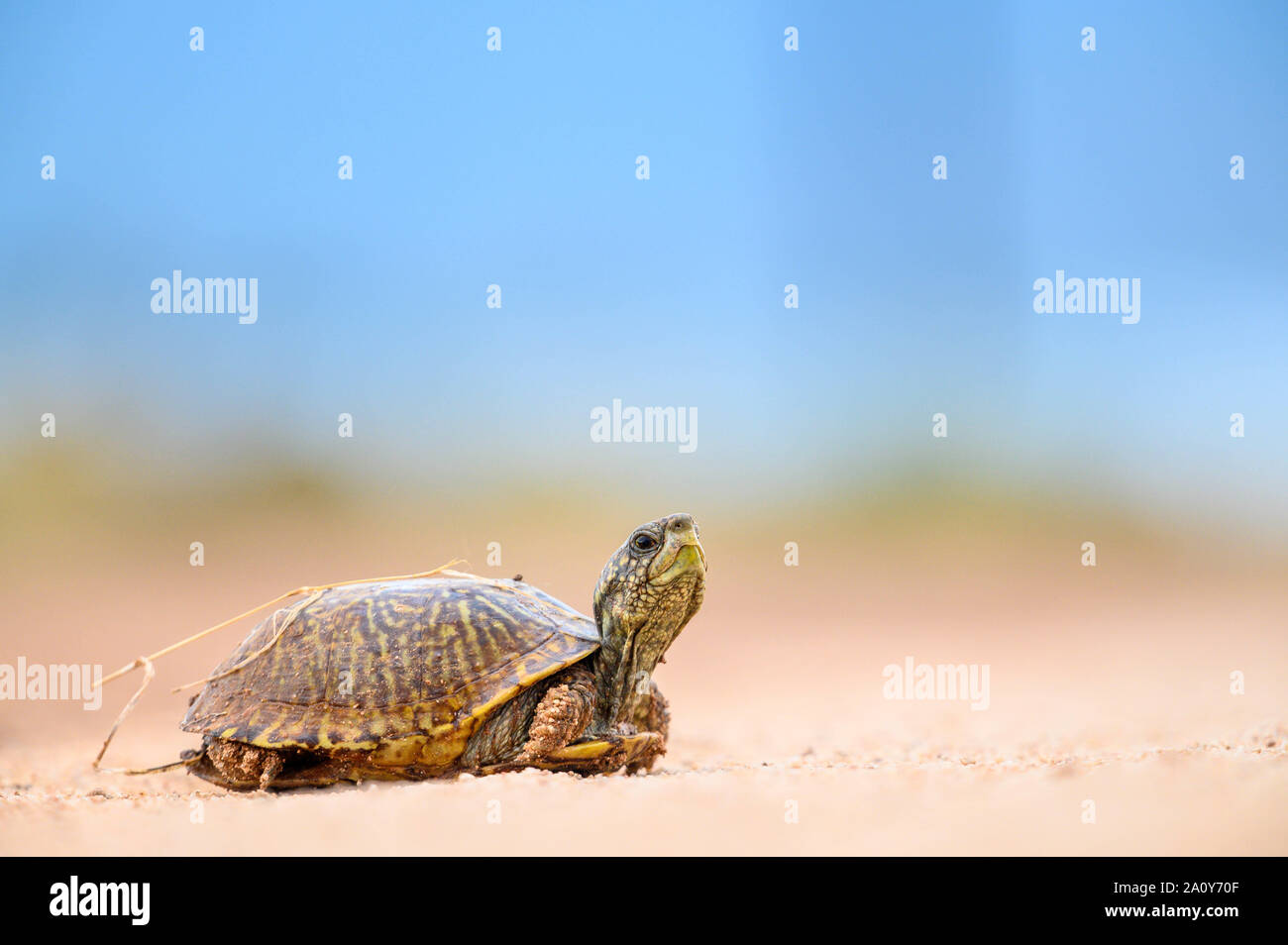 Desert box turtles hi-res stock photography and images - Alamy