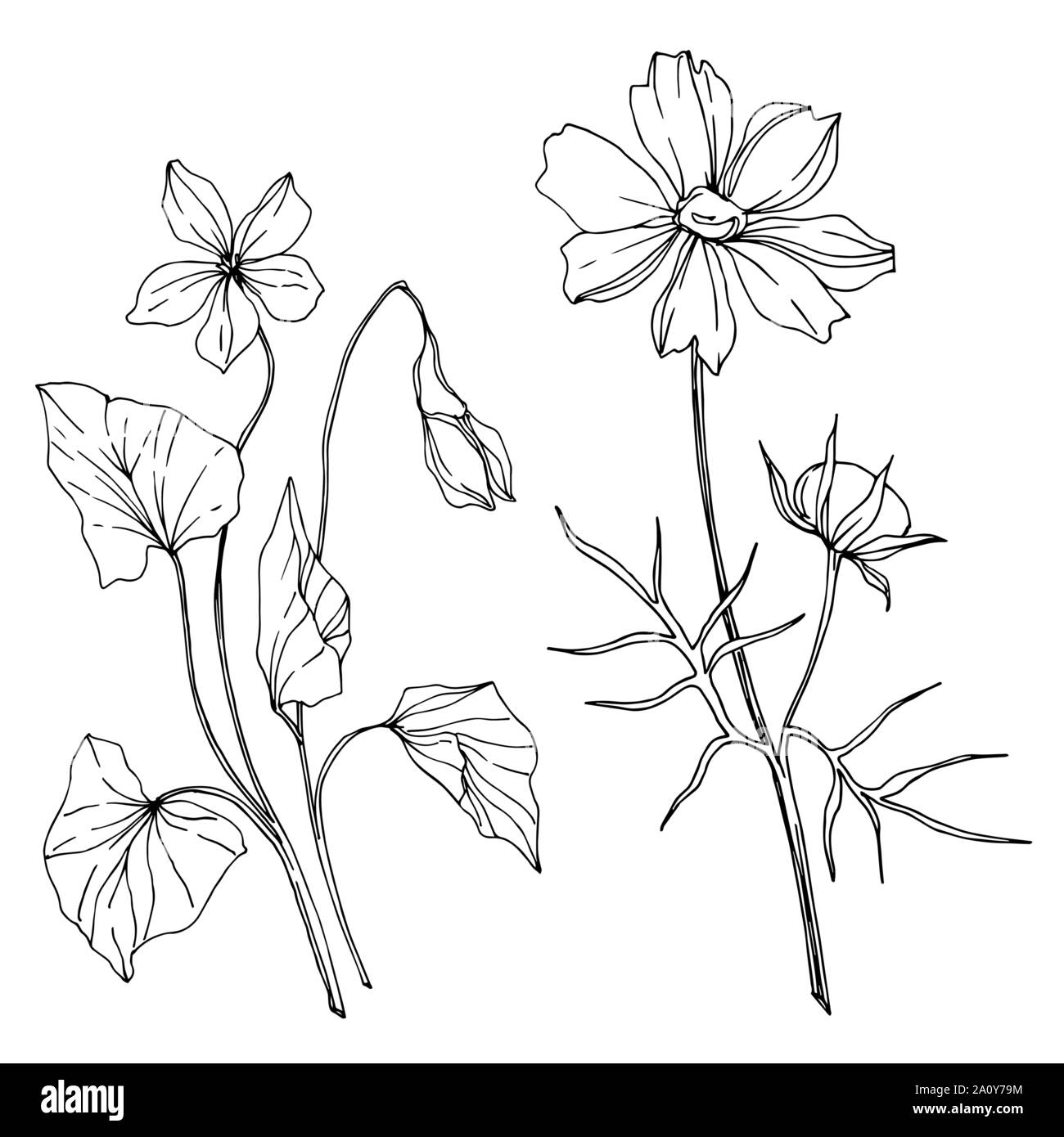 Vector garden flowers cosmos Black and White Stock Photos & Images - Alamy