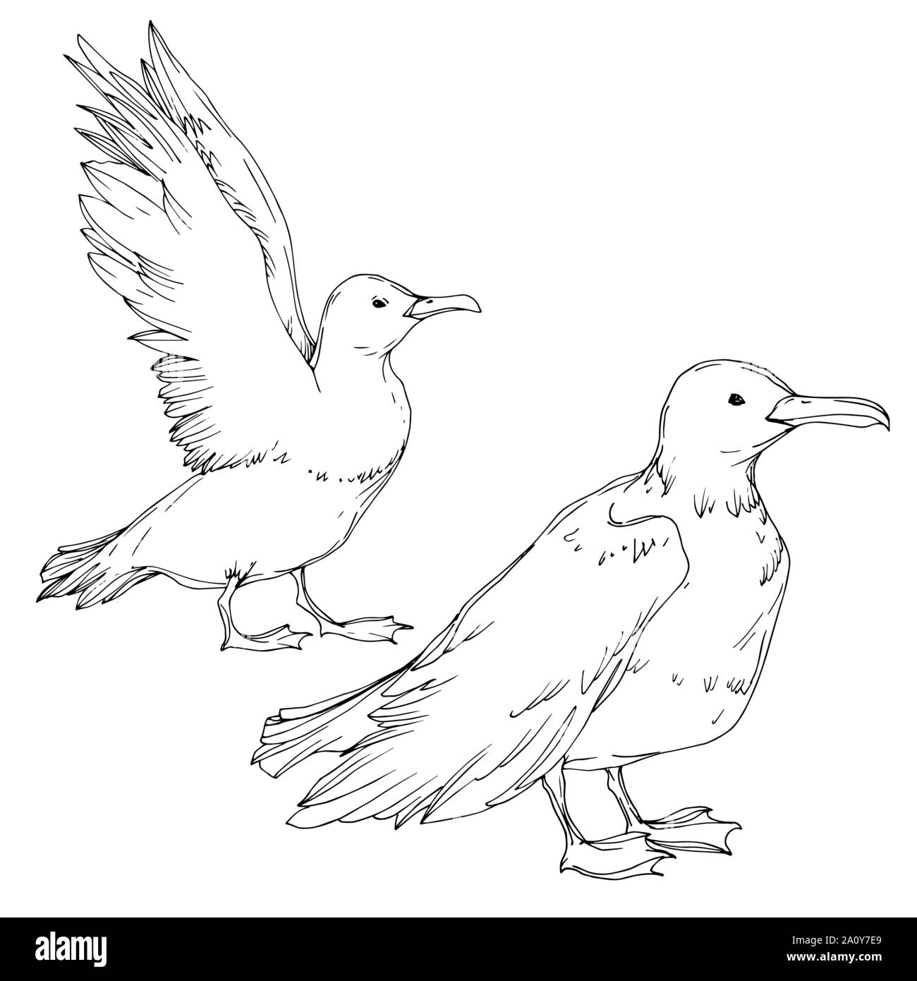 Vector Sky bird seagull isolated. Wild freedom, bird with a flying ...
