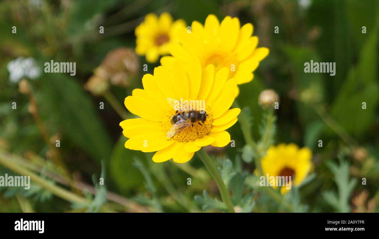 The gadfly hi-res stock photography and images - Alamy