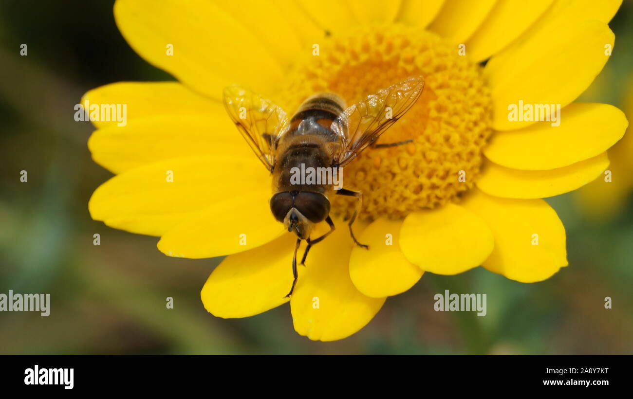 Gadfly hi-res stock photography and images - Alamy