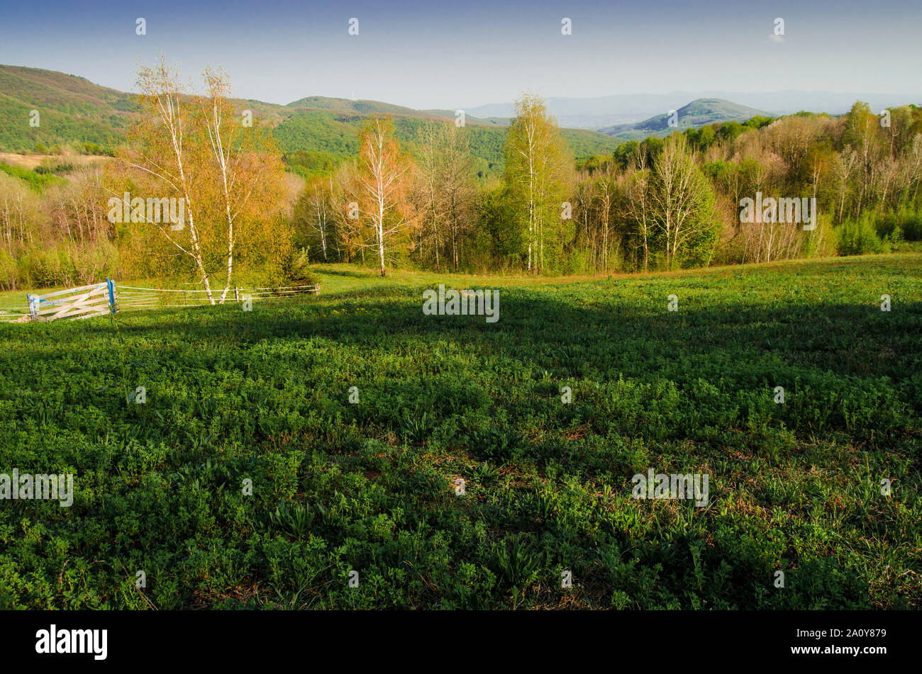 Scenic green field and forest landscape Stock Photo - Alamy