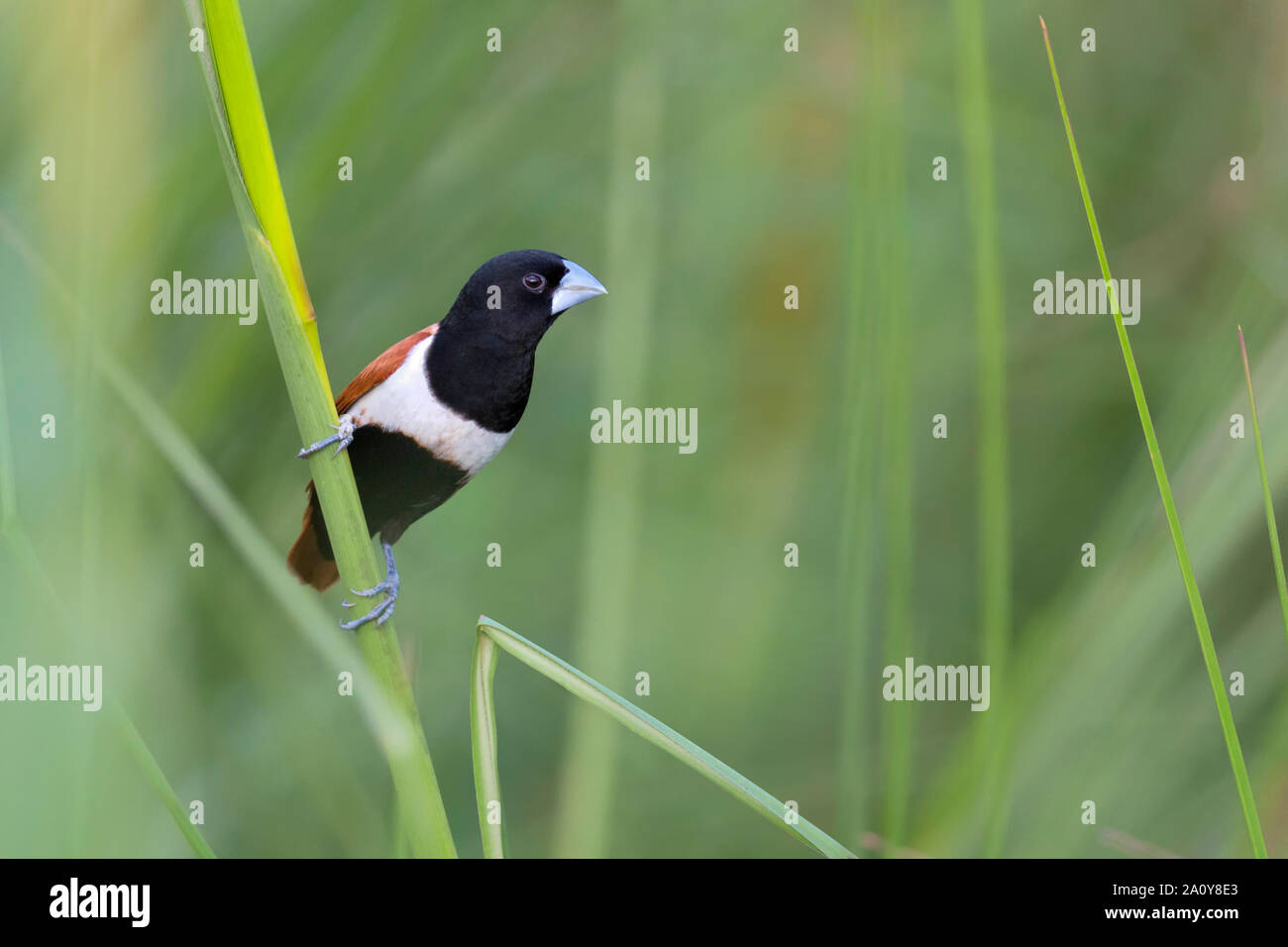 tricoloured munia (Lonchura malacca) in Barasat Kolaka India during ...