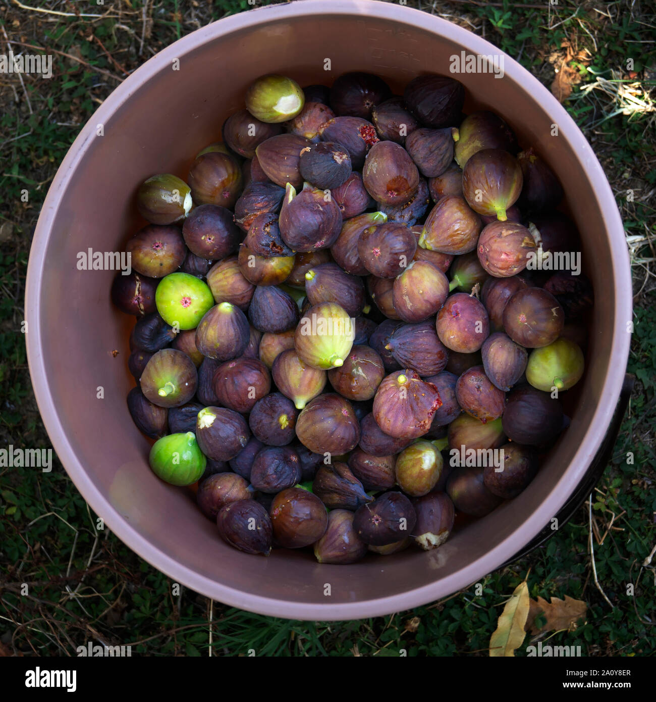 Fig plantation hi-res stock photography and images - Alamy