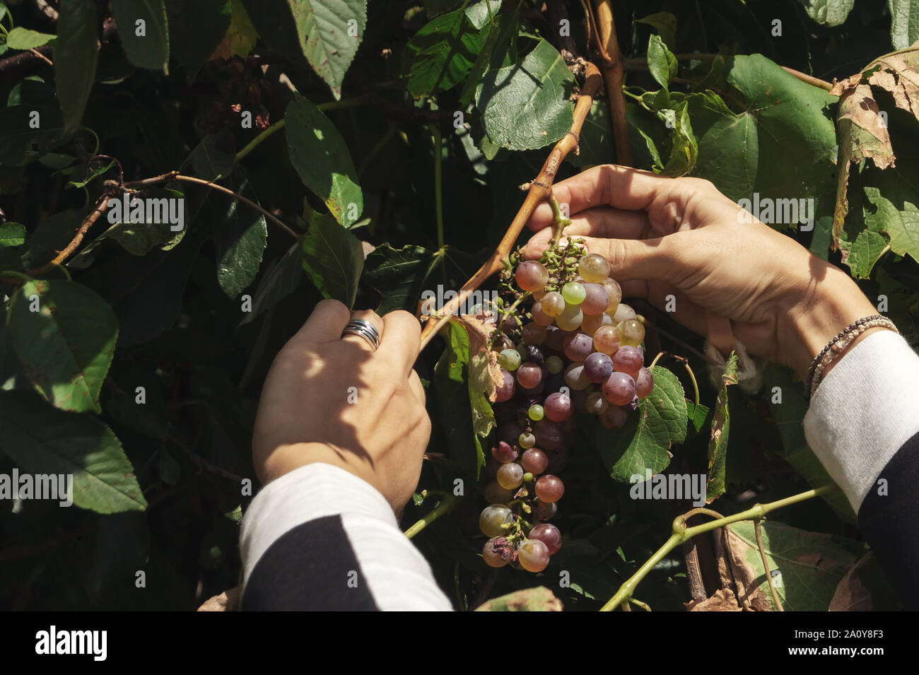 Vineyard harvesting picking hi-res stock photography and images - Alamy
