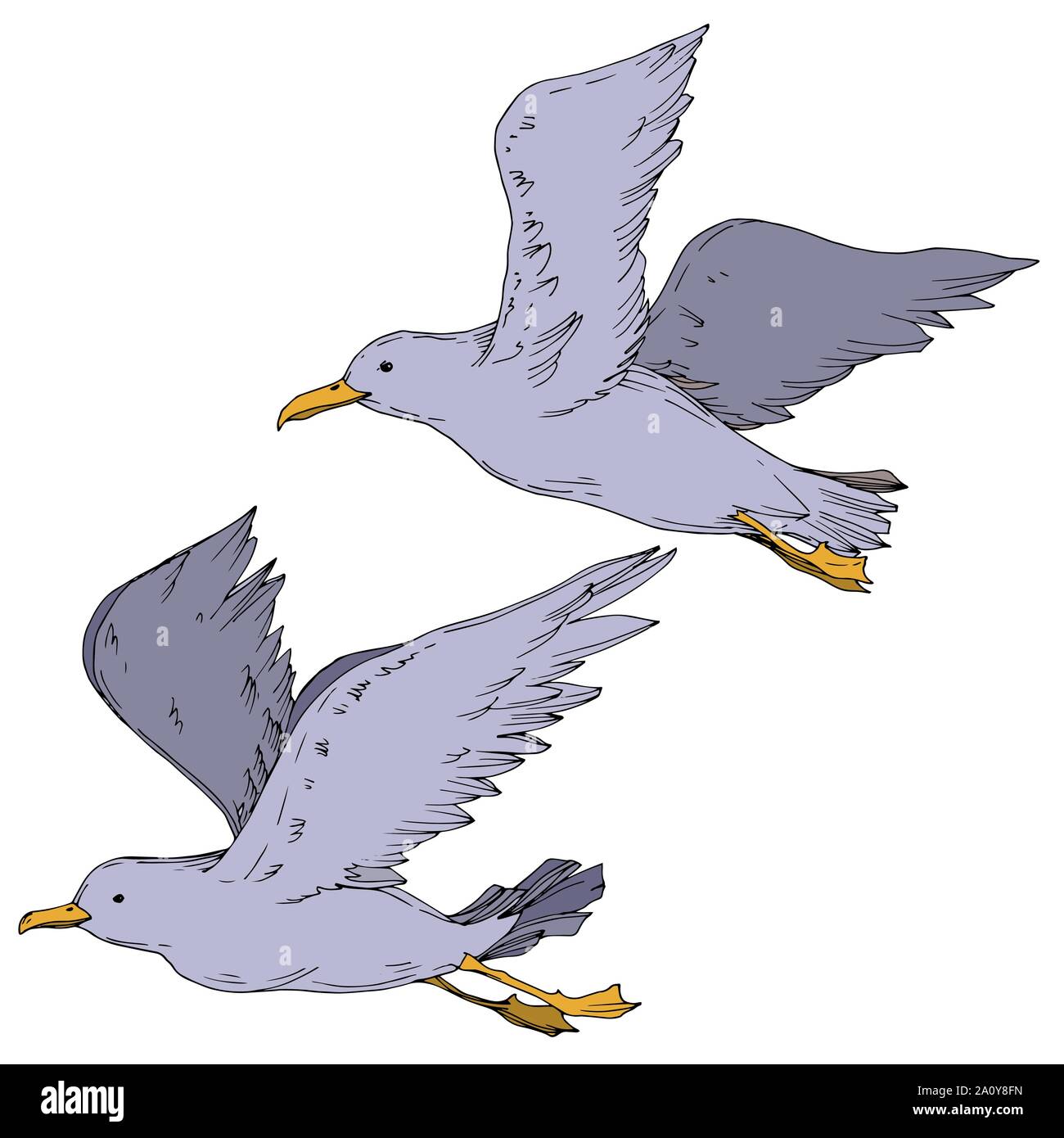 Vector Sky bird seagull isolated. Wild freedom, bird with a flying ...