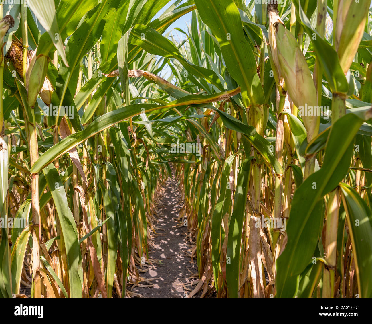 Fall background corn field hi-res stock photography and images - Alamy