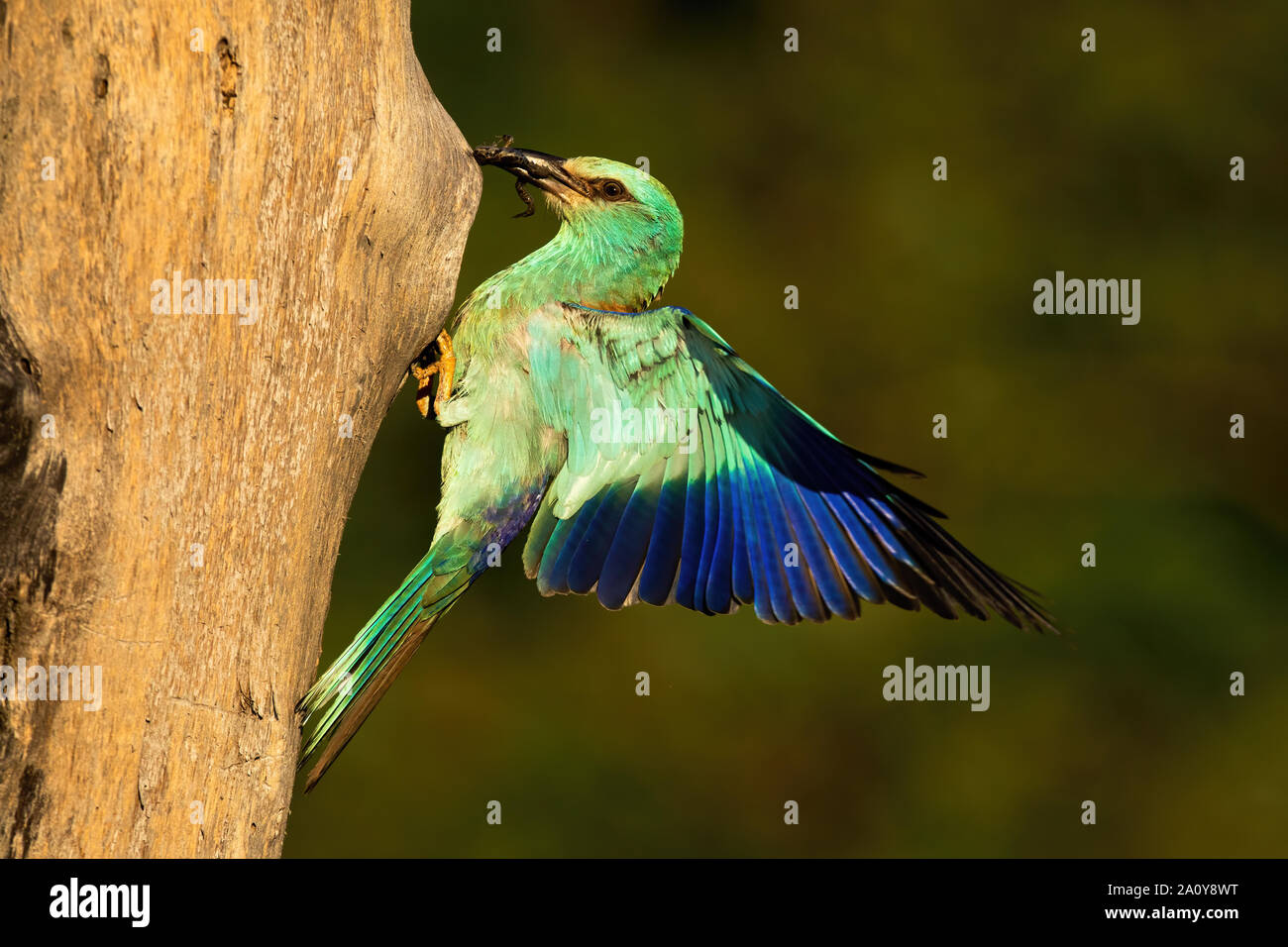 European roller holding frog in beak and landing on nest to feed young ...
