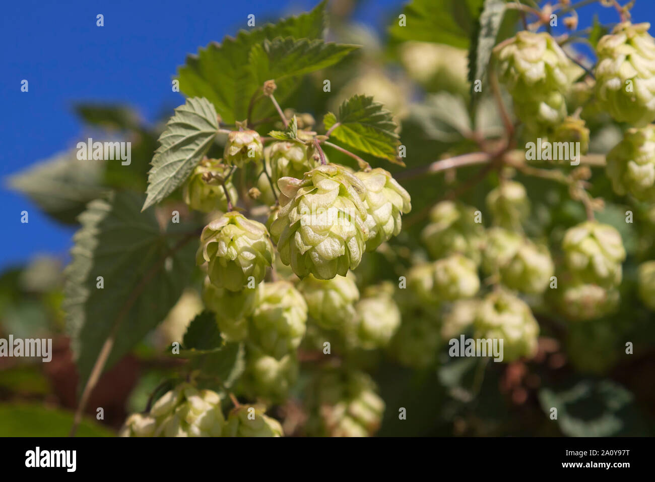 Humulus lupulus (common hop or hops) is a species of flowering plant in ...