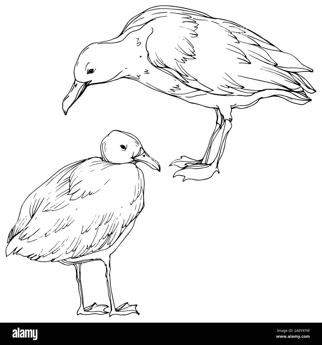 Vector Sky bird seagull in a wildlife isolated. Wild freedom, bird with ...