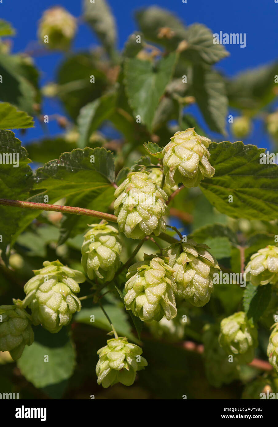Humulus lupulus (common hop or hops) is a species of flowering plant in ...